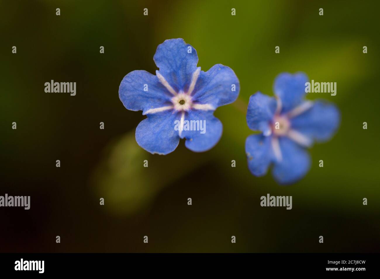 Navelwort, Blue-eyed Mary (Omphalodes verna), flowers, Netherlands ...