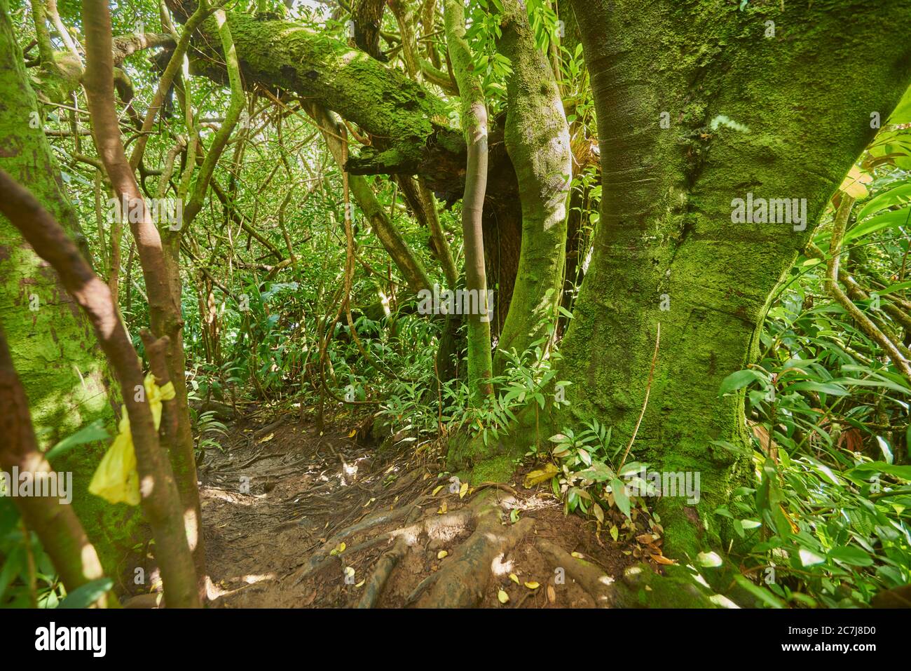 Rainforest at the Lulumahu trail to the Lulumahu falls, USA, Hawaii ...