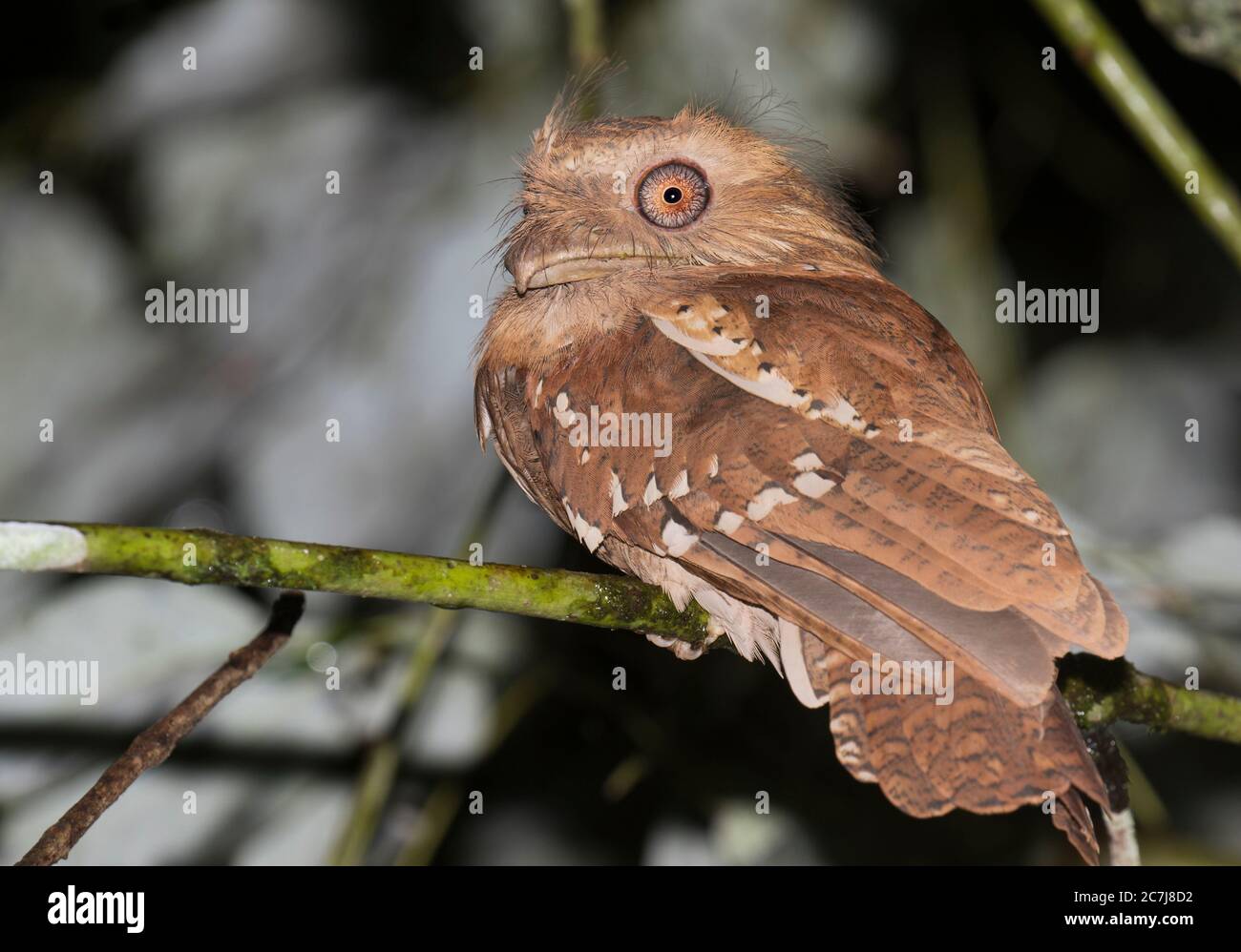 Philippine frogmouth (Batrachostomus septimus), perching on a branch in ...
