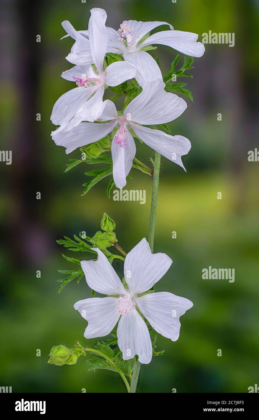 Musk cheeseweed malva moschata hi-res stock photography and images - Alamy