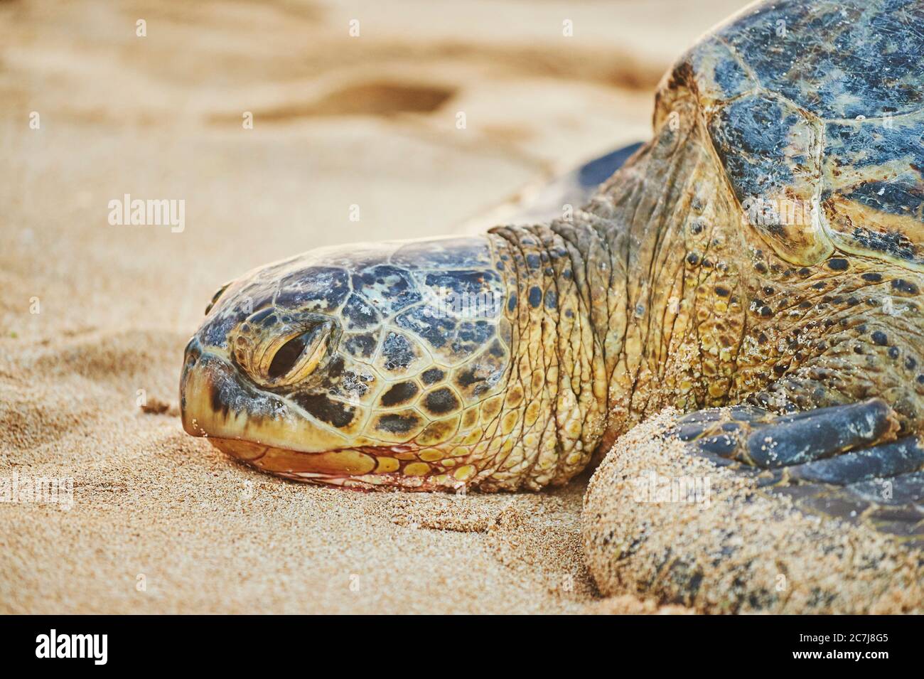 green turtle, rock turtle, meat turtle (Chelonia mydas), lying on the ...