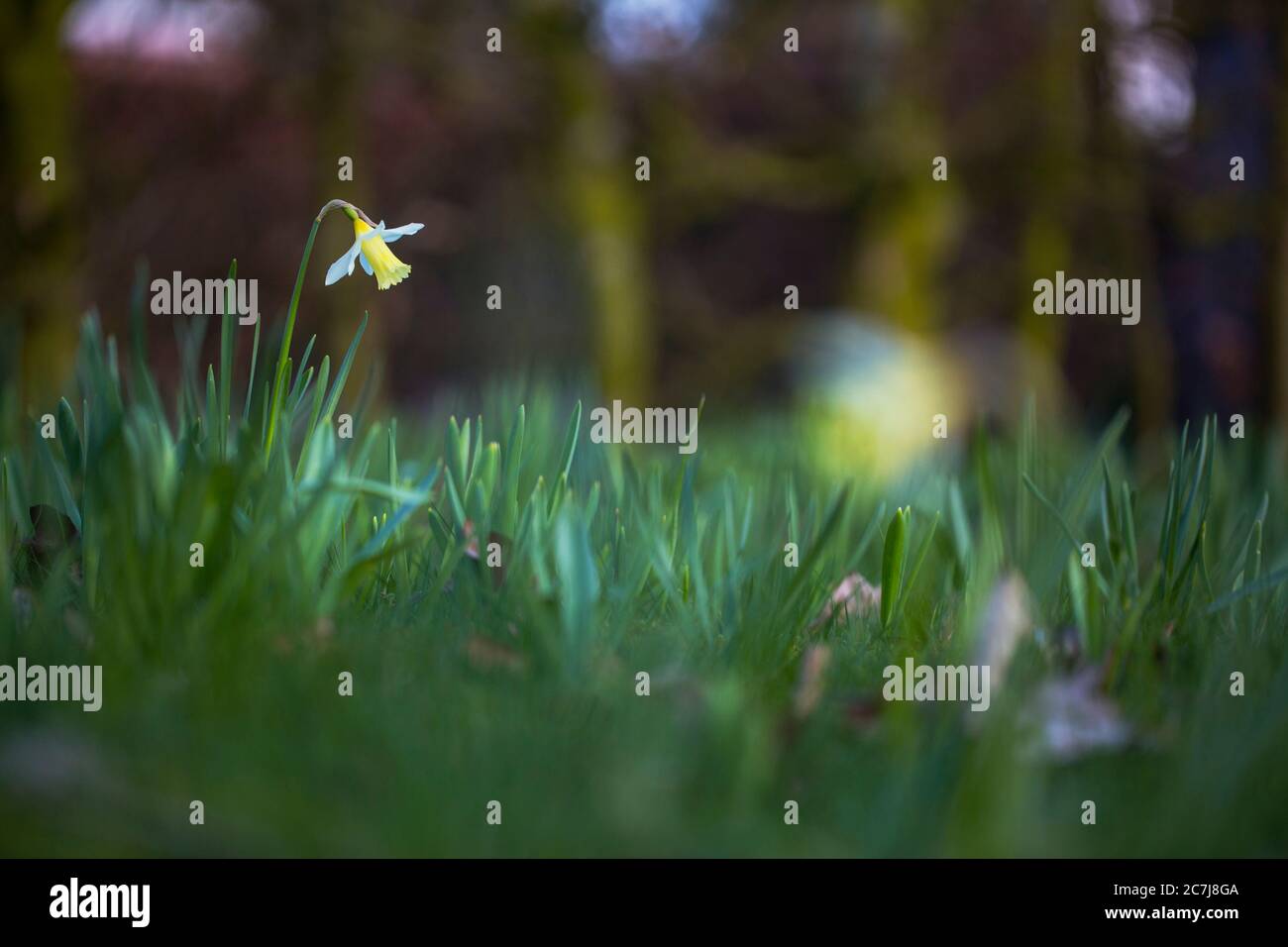 common daffodil (Narcissus pseudonarcissus), blooming in a meadow ...