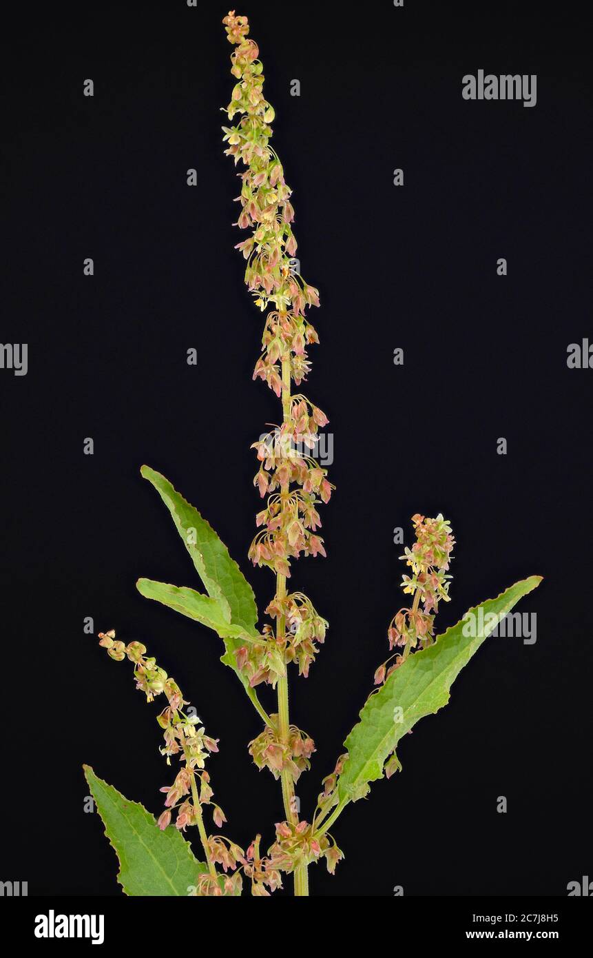 curled dock, curly dock, yellow dock (Rumex crispus), blooming against ...