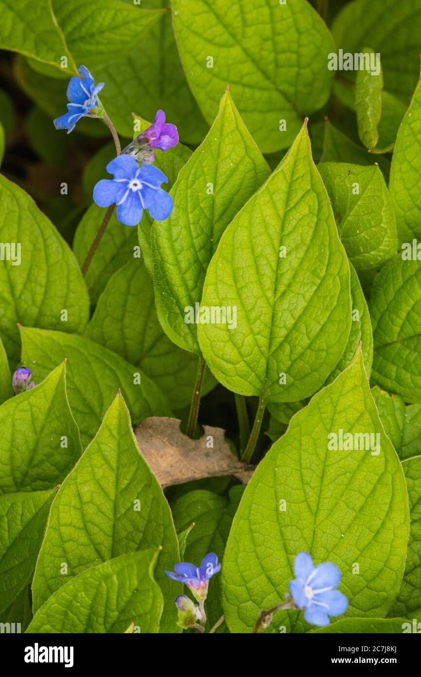 Navelwort, Blue-eyed Mary (Omphalodes verna), blooming, Netherlands ...