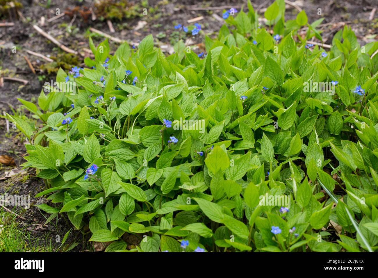 Navelwort, Blue-eyed Mary (Omphalodes verna), blooming, Netherlands ...