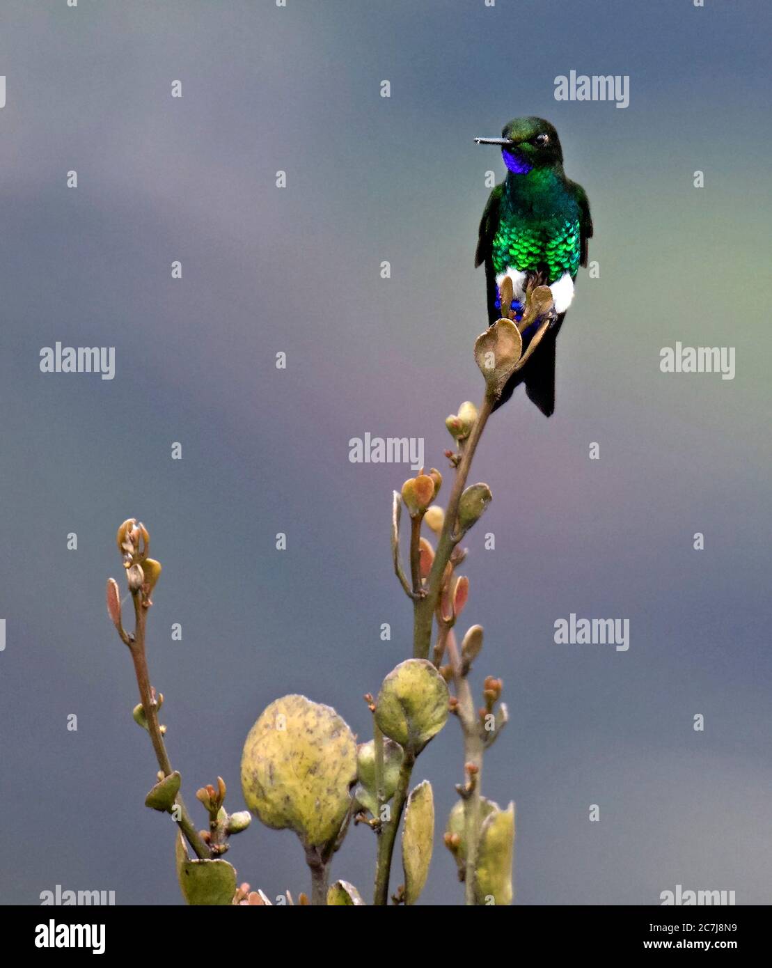 glowing puffleg (Eriocnemis vestita), male perching on the top of a ...