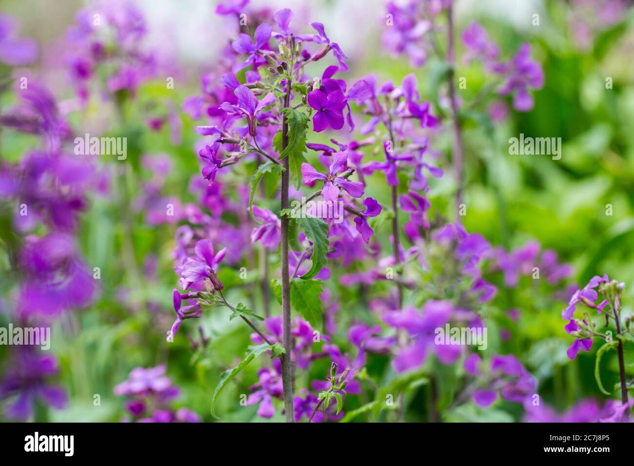 Honesty plants hi-res stock photography and images - Alamy