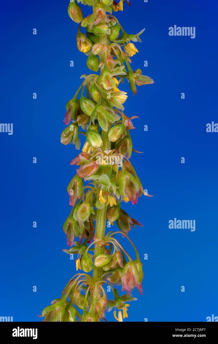 Curly docks hi-res stock photography and images - Alamy