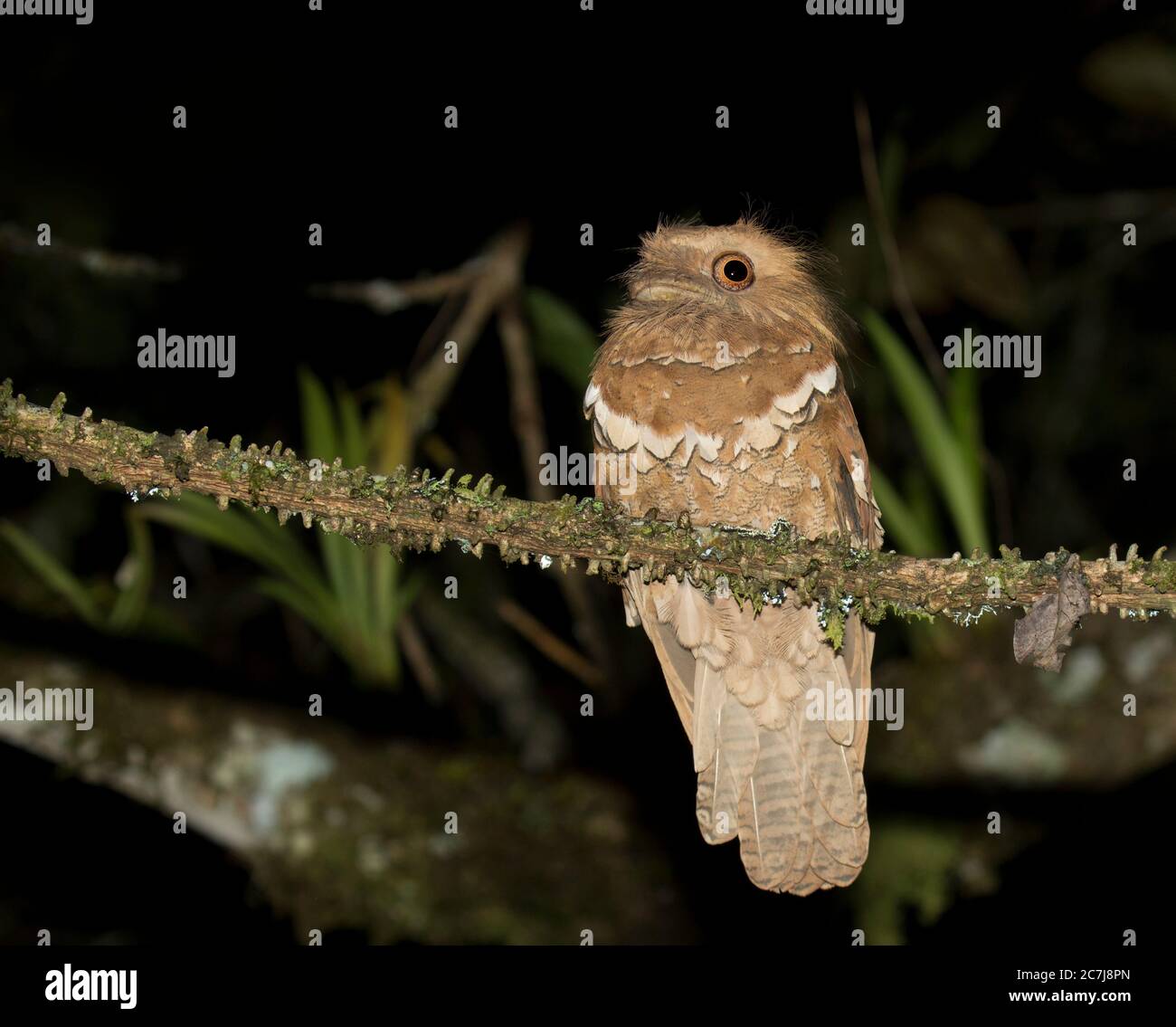 Philippine frogmouth (Batrachostomus septimus), perching on a branch in ...