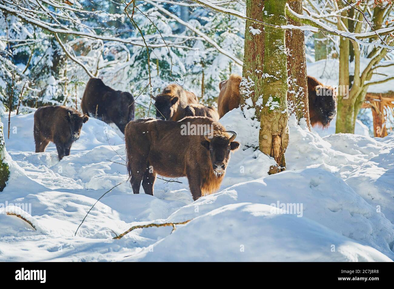 European bison, wisent (Bison bonasus), herd in a winter forest ...