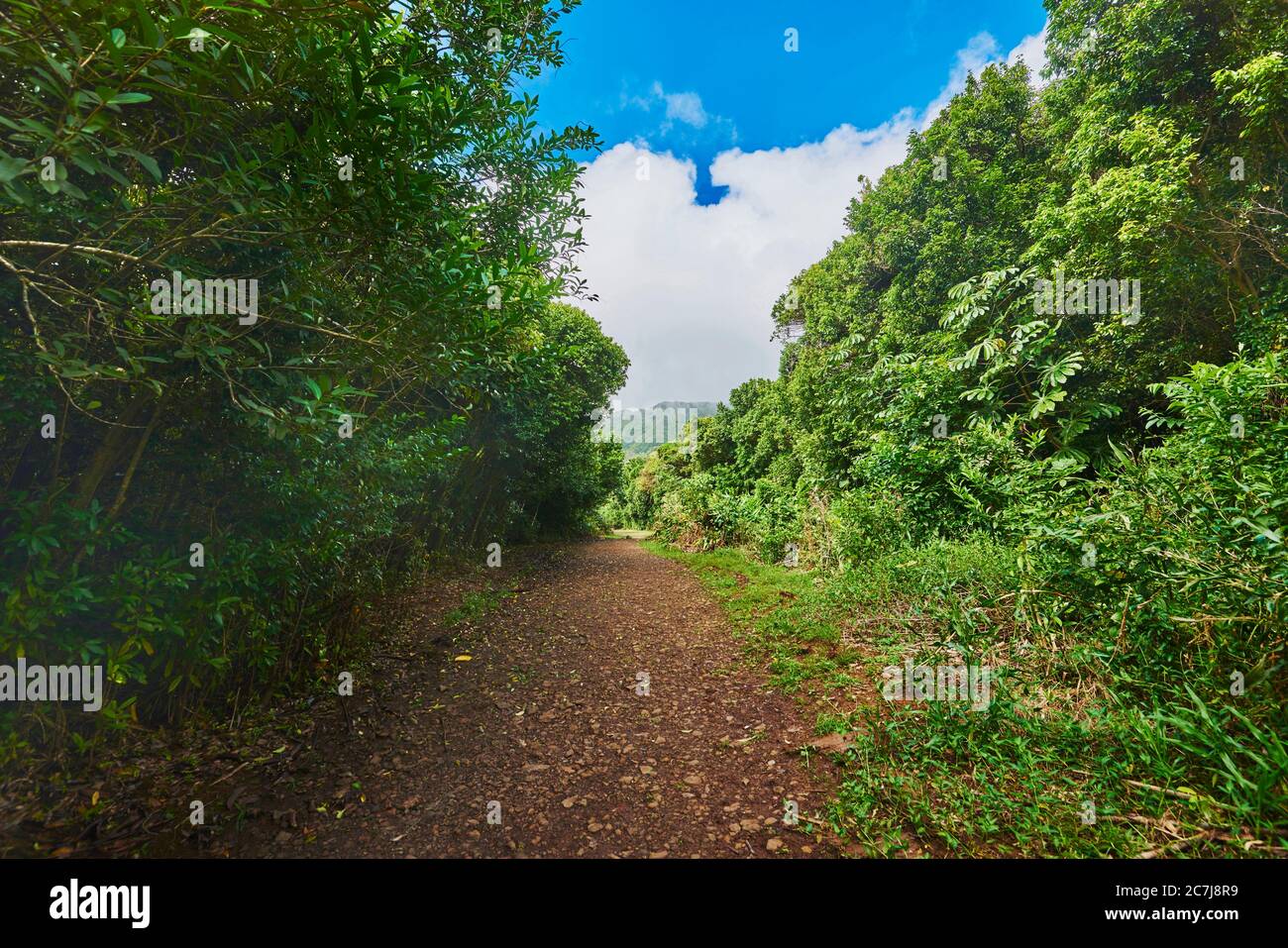 Rainforest at the Lulumahu trail to the Lulumahu falls, USA, Hawaii ...