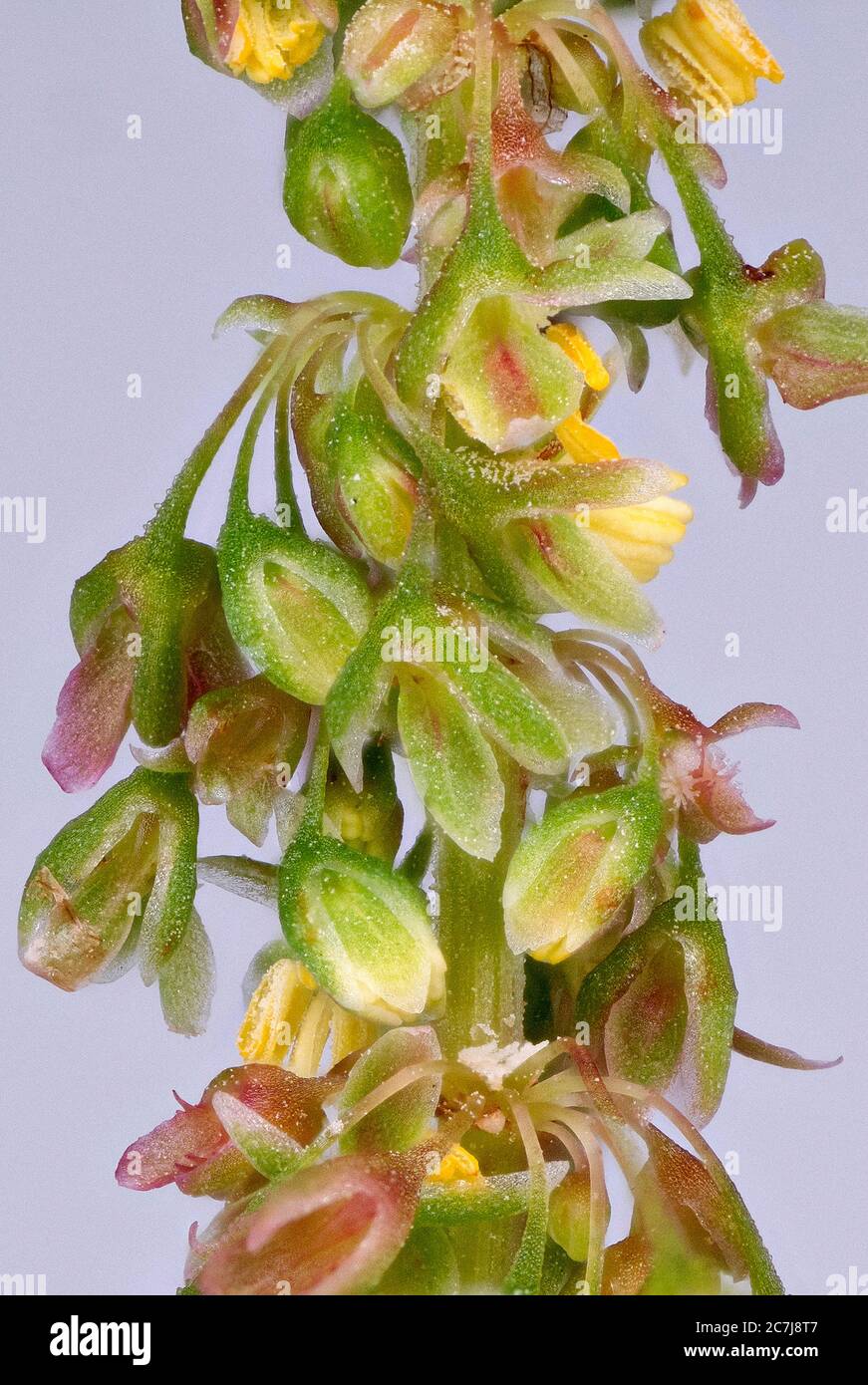 Curled docks hi-res stock photography and images - Alamy