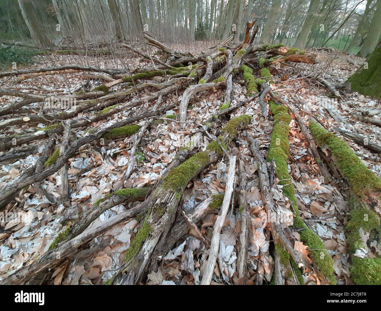 Twigs lying on ground hi-res stock photography and images - Alamy