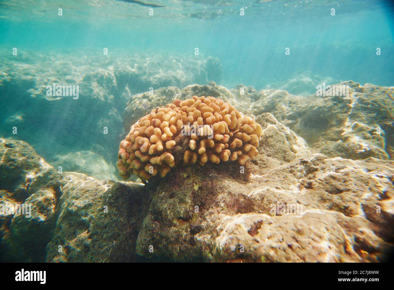 Under water sea animals hi-res stock photography and images - Alamy