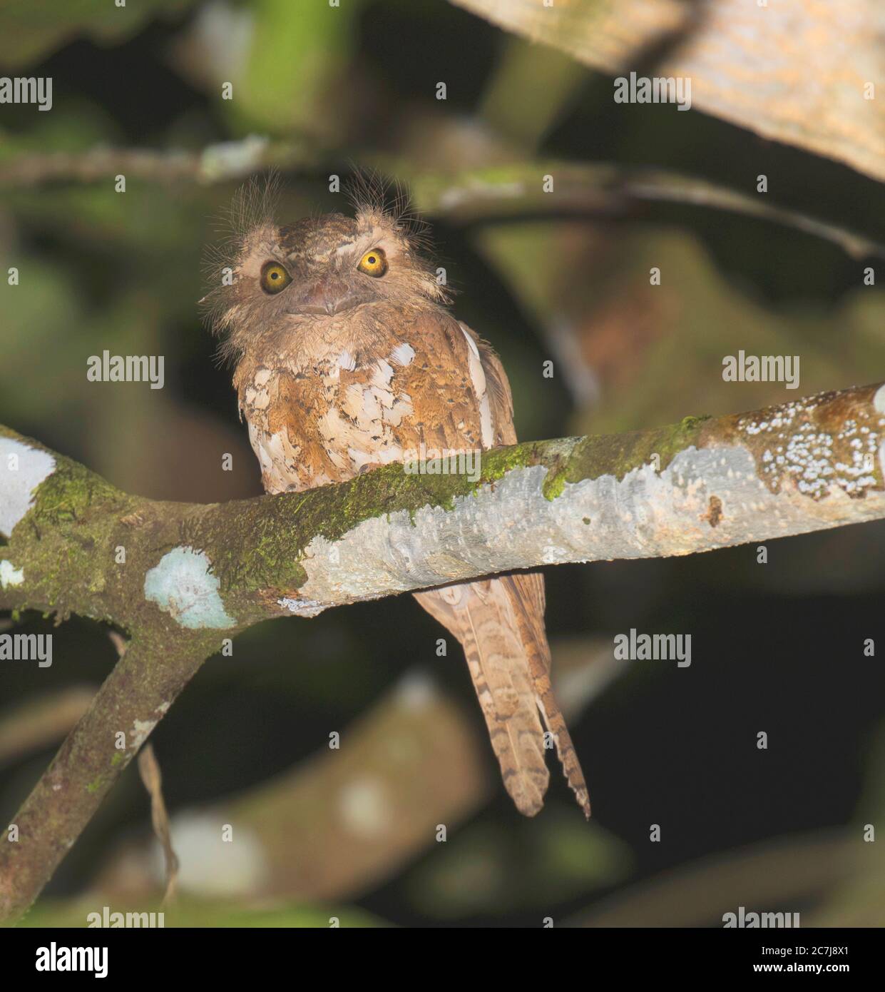 Philippine frogmouth hi-res stock photography and images - Alamy