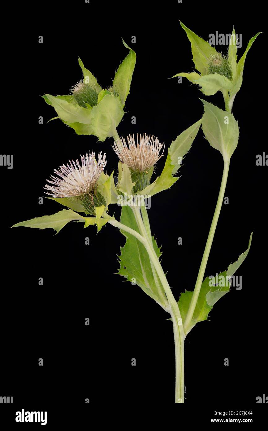 cabbage thistle (Cirsium oleraceum), blooming against black background ...