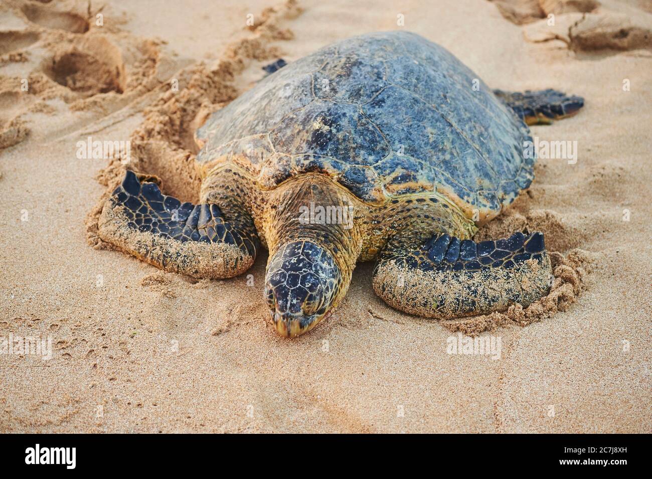 green turtle, rock turtle, meat turtle (Chelonia mydas), lying on the ...