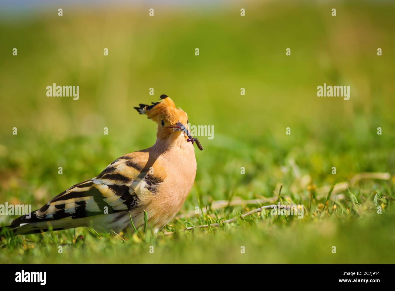 Cute bird. Hoopoe. Bird: Eurasian Hoopoe. Upupa epops. Green nature ...