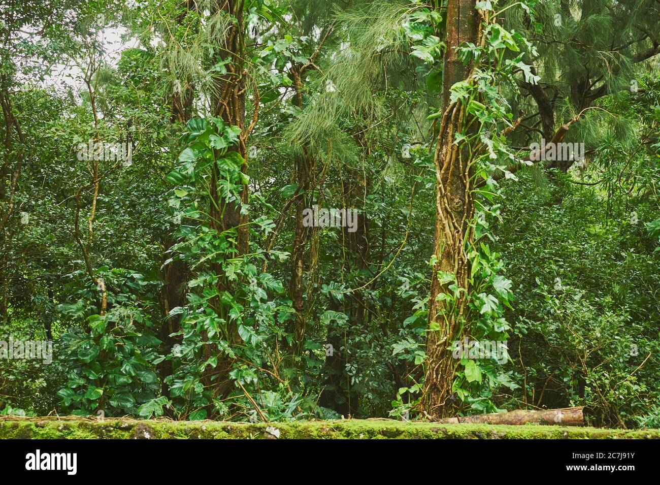 tropical rainforest at the Nuʻuanu Pali (Pali Lookout), USA, Hawaii ...