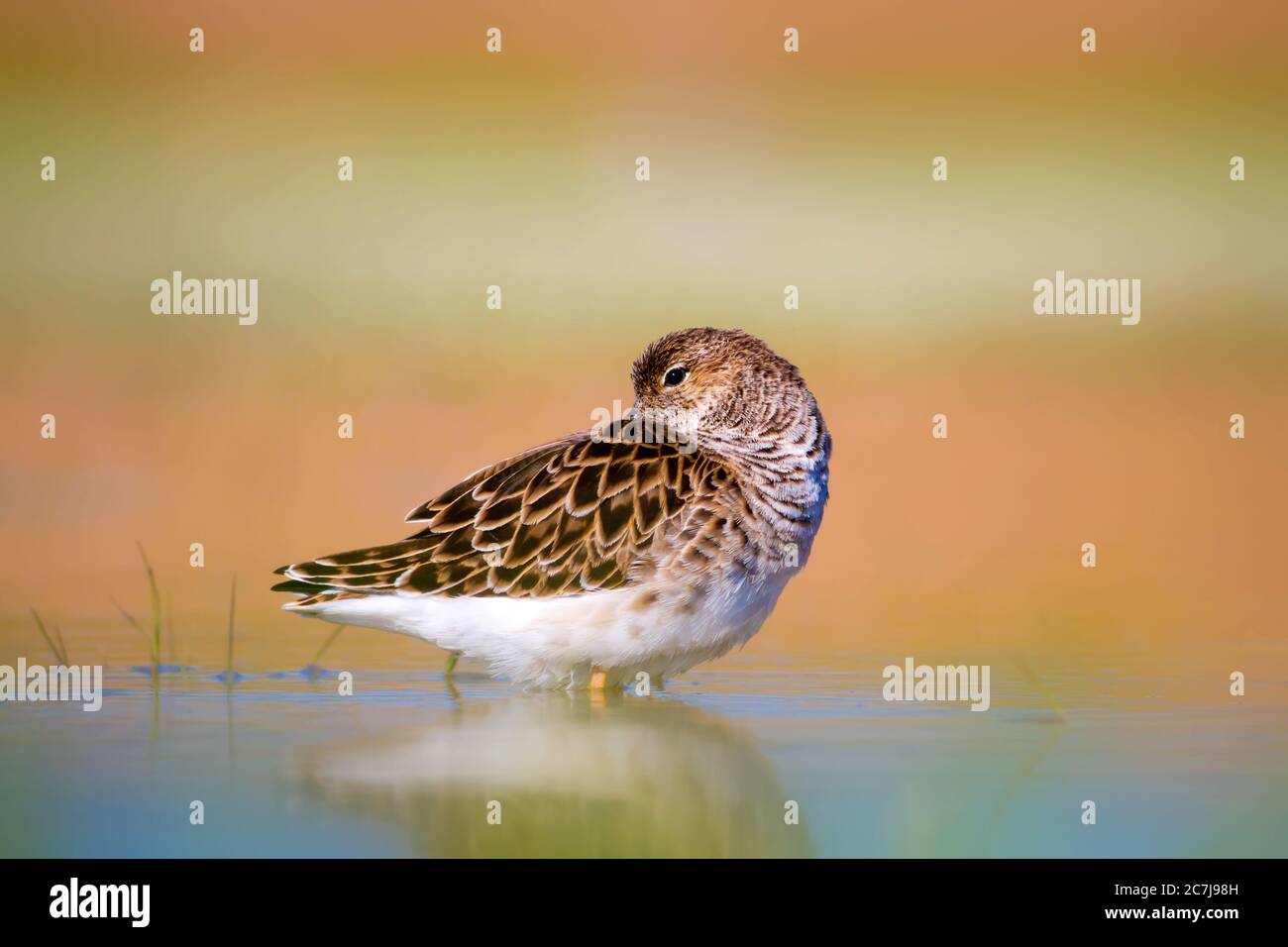 Nature and birds. Common water bird. Colorful nature habitat background ...