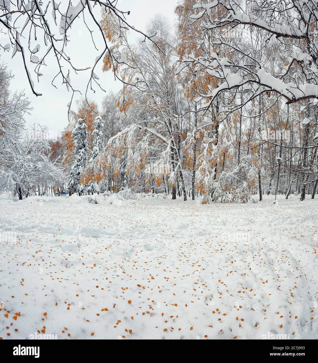 Fallen autumn leaves on snow in the forest. Lots of snow Stock Photo ...