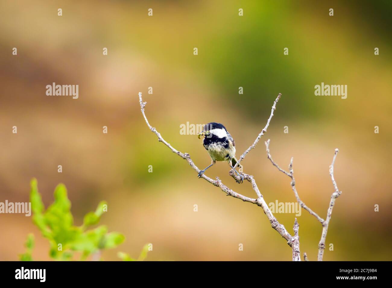 Cute little bird. Nature background. Park, garden forest bird: Coal tit ...