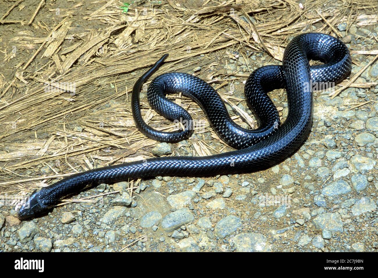 New World Snakes High Resolution Stock Photography and Images - Alamy