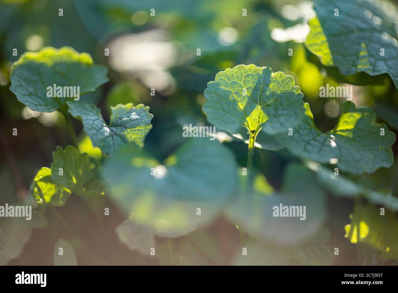 Radish leaves hi-res stock photography and images - Alamy