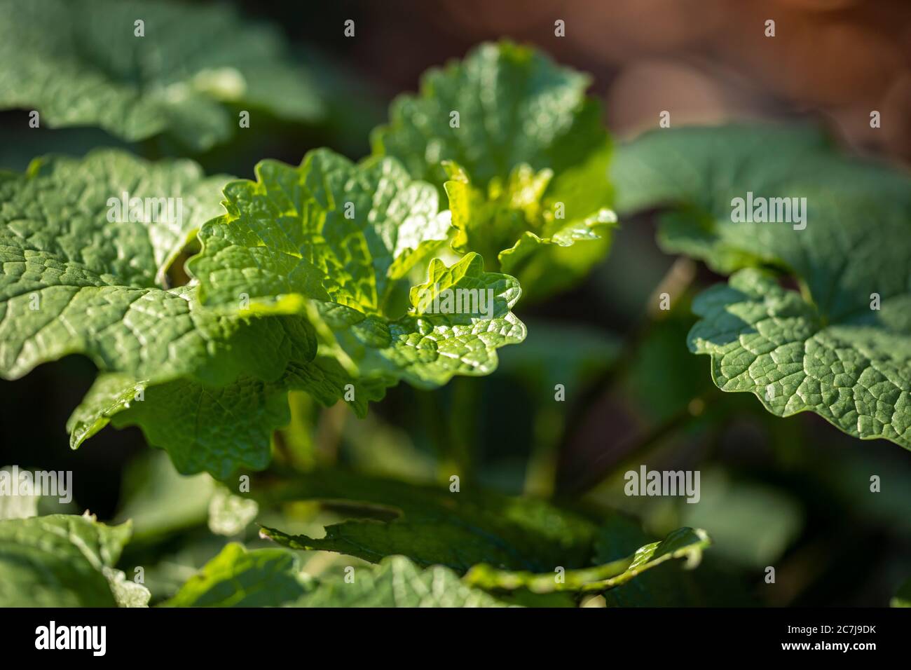 Radish leaves hi-res stock photography and images - Alamy