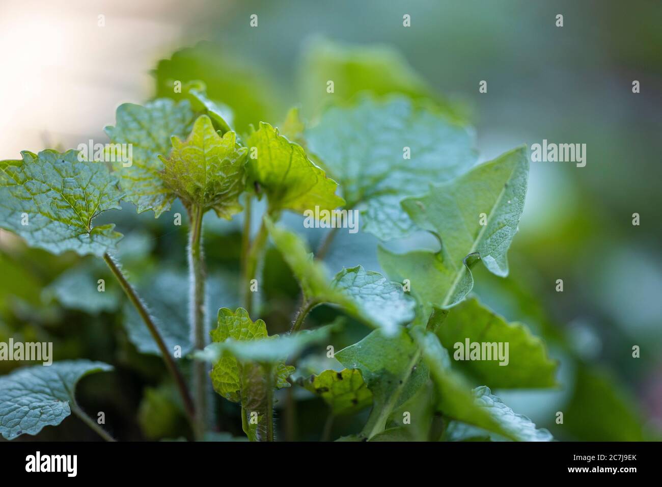 Radish leaves hi-res stock photography and images - Alamy