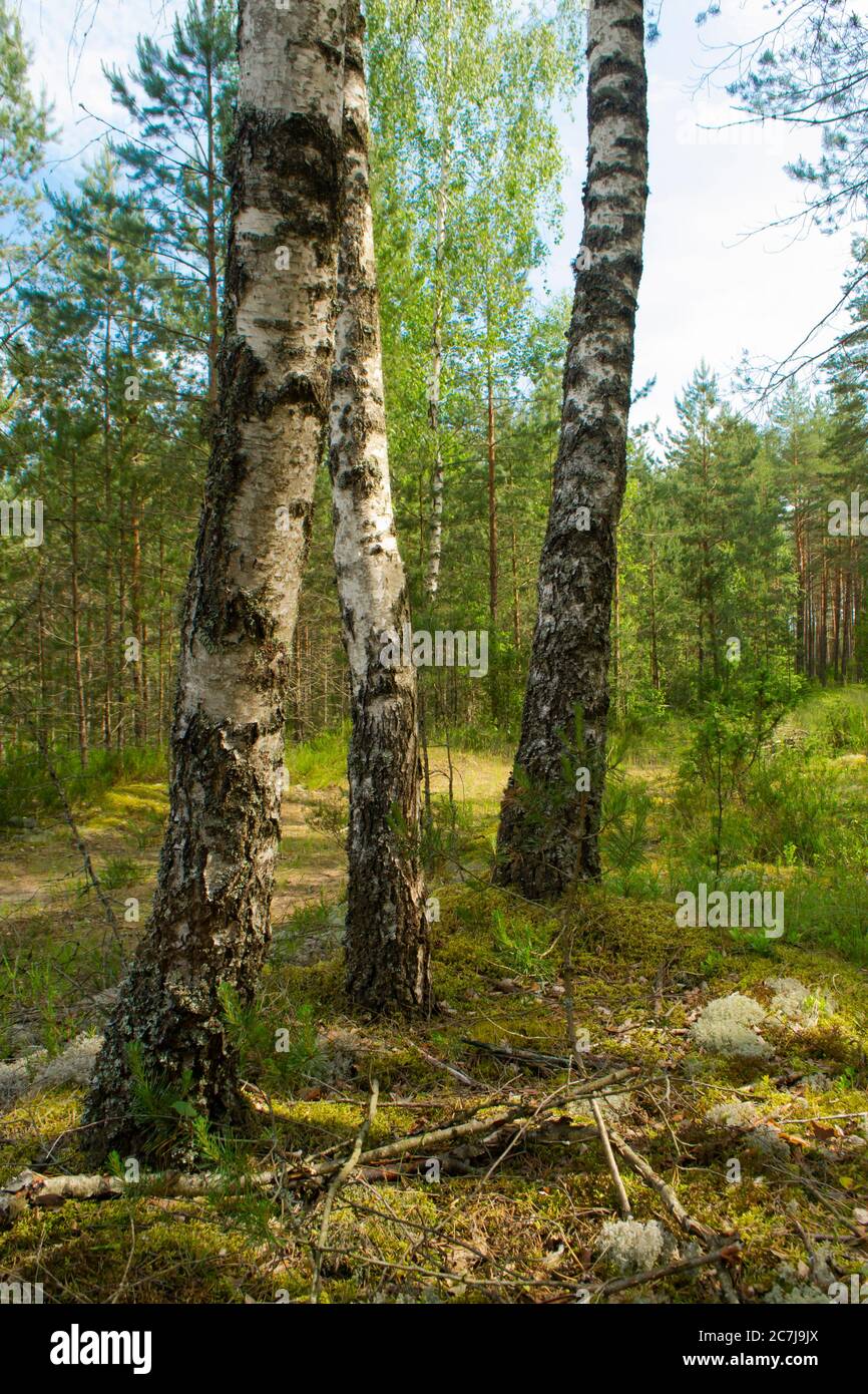 mixed forest at summer sunny day, birch and pin Stock Photo - Alamy