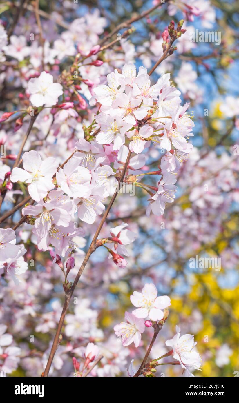 Inflorescence of cherry flowers on a twig on a blurred background ...