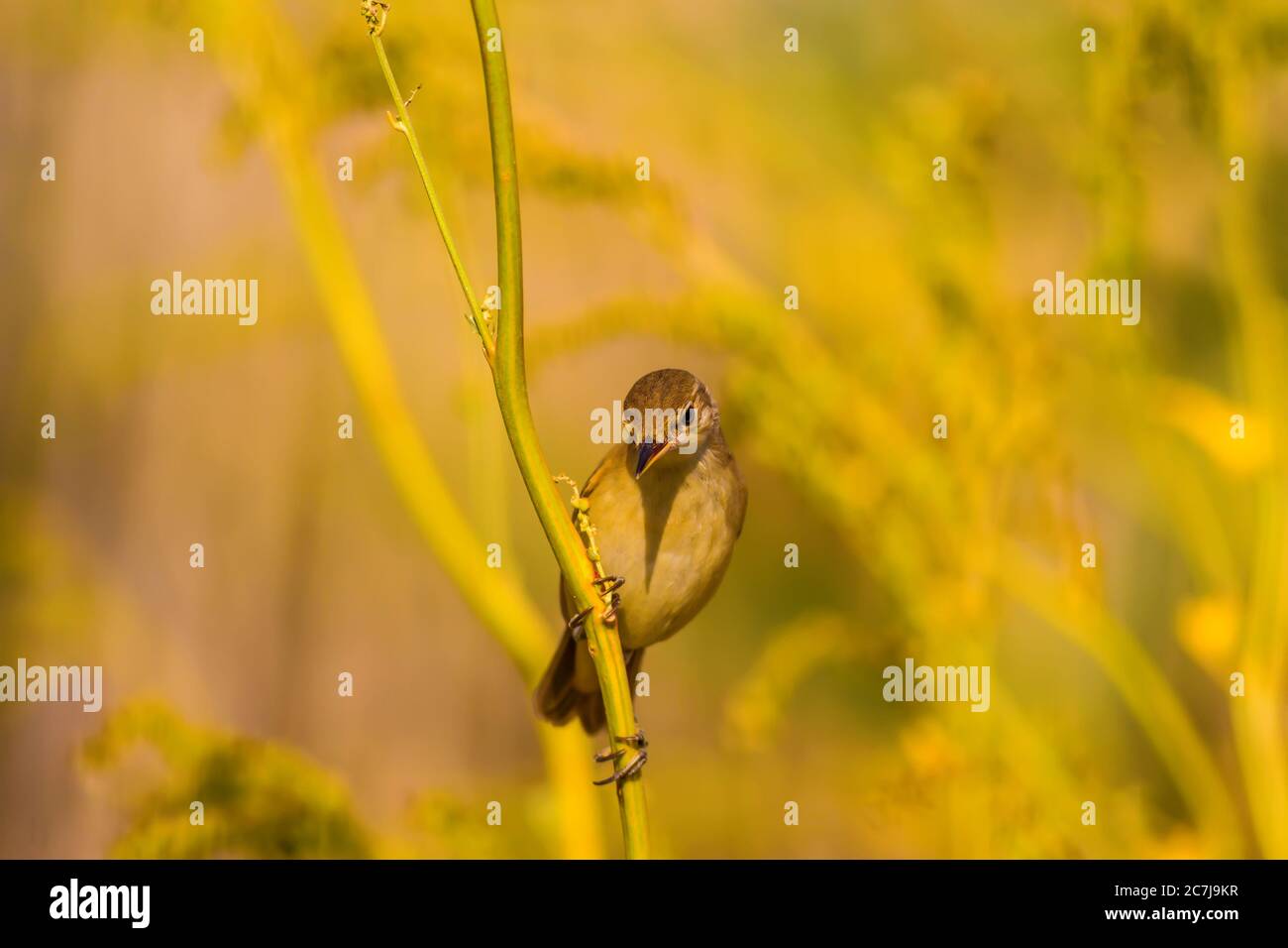 Nature and birds. Cute little bird. Green nature background. bird ...