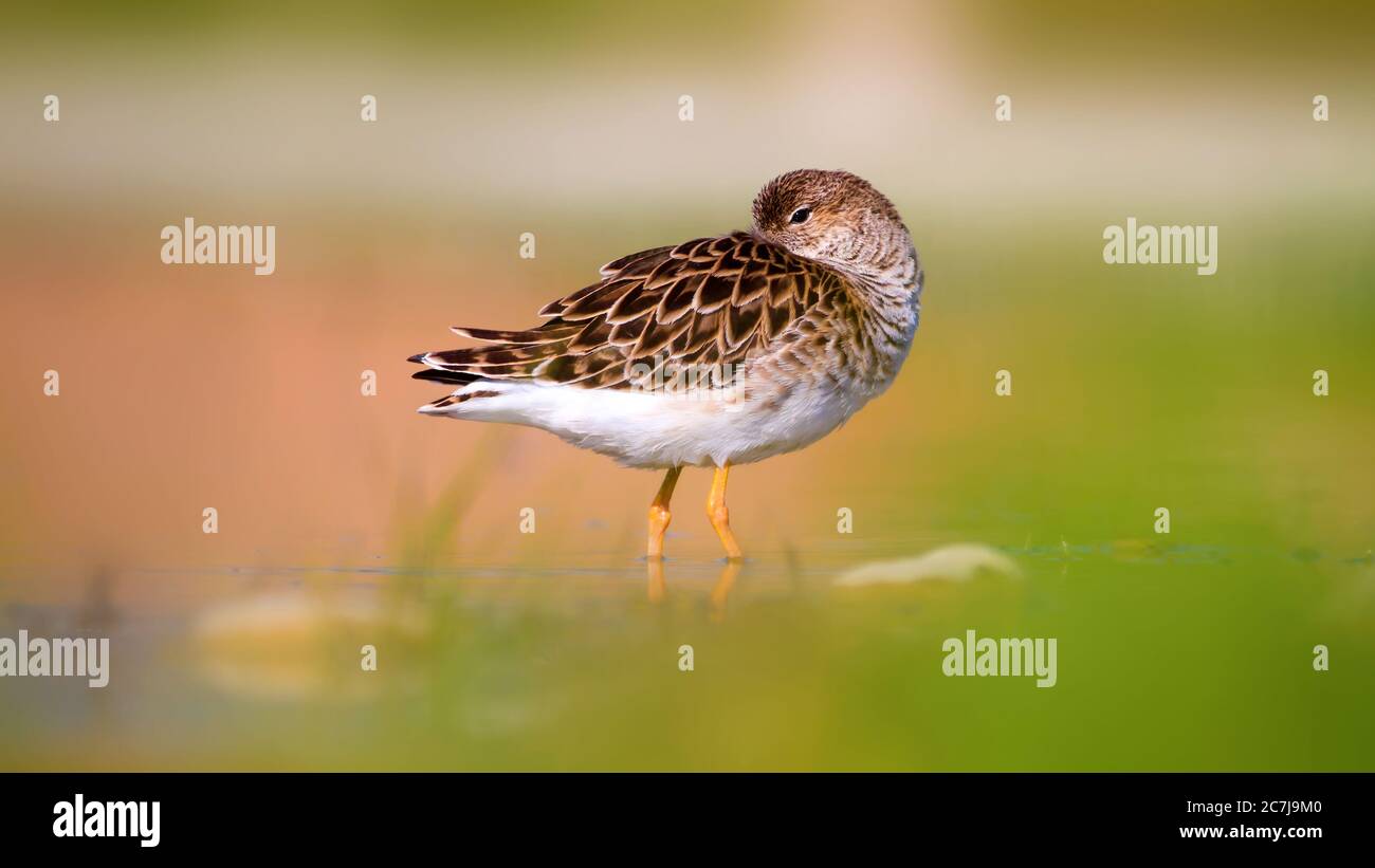 Nature and birds. Common water bird. Colorful nature habitat background ...