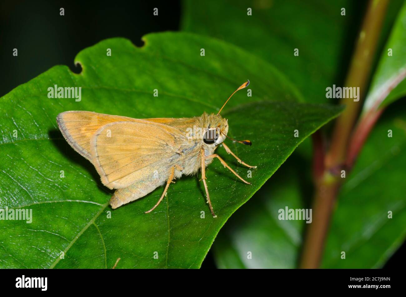 Sachem hi-res stock photography and images - Alamy