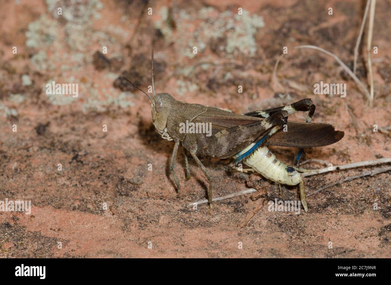 Band-winged Grasshopper, Arphia sp., male Stock Photo - Alamy
