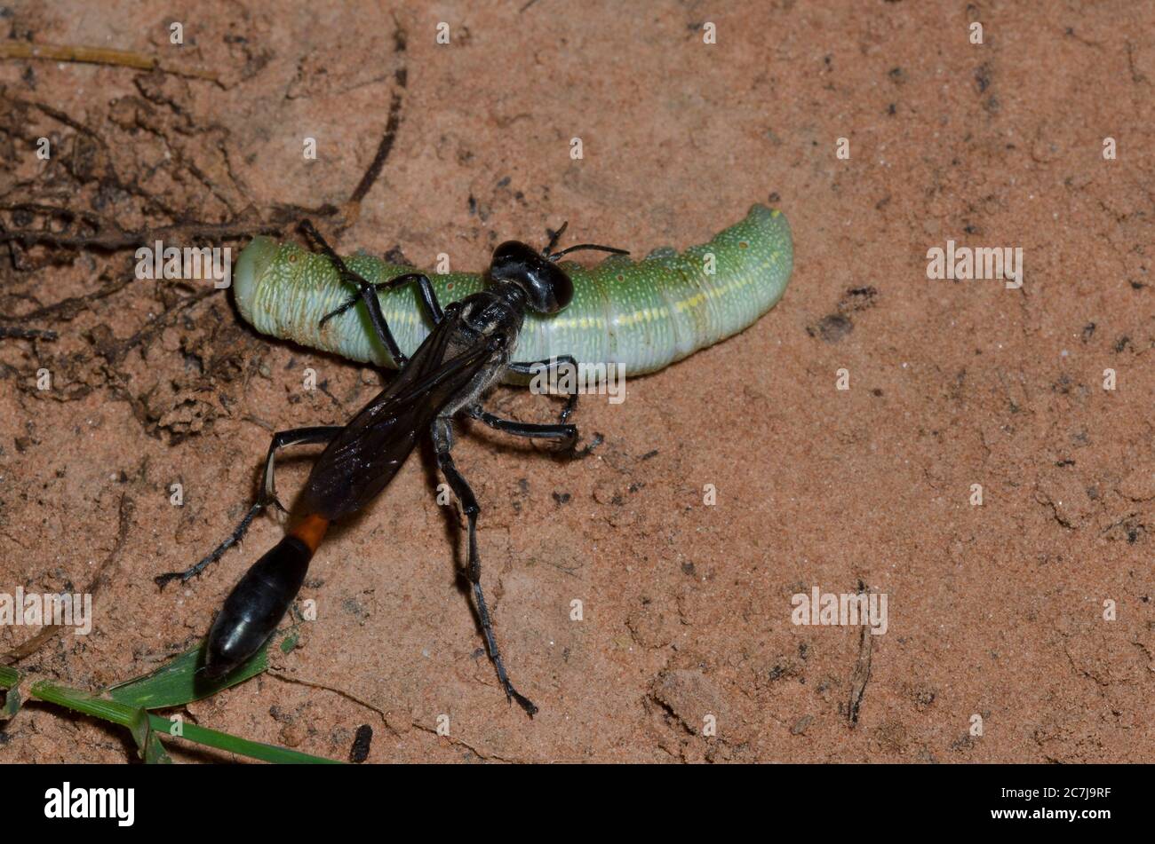 Paralyzed caterpillar hi-res stock photography and images - Alamy