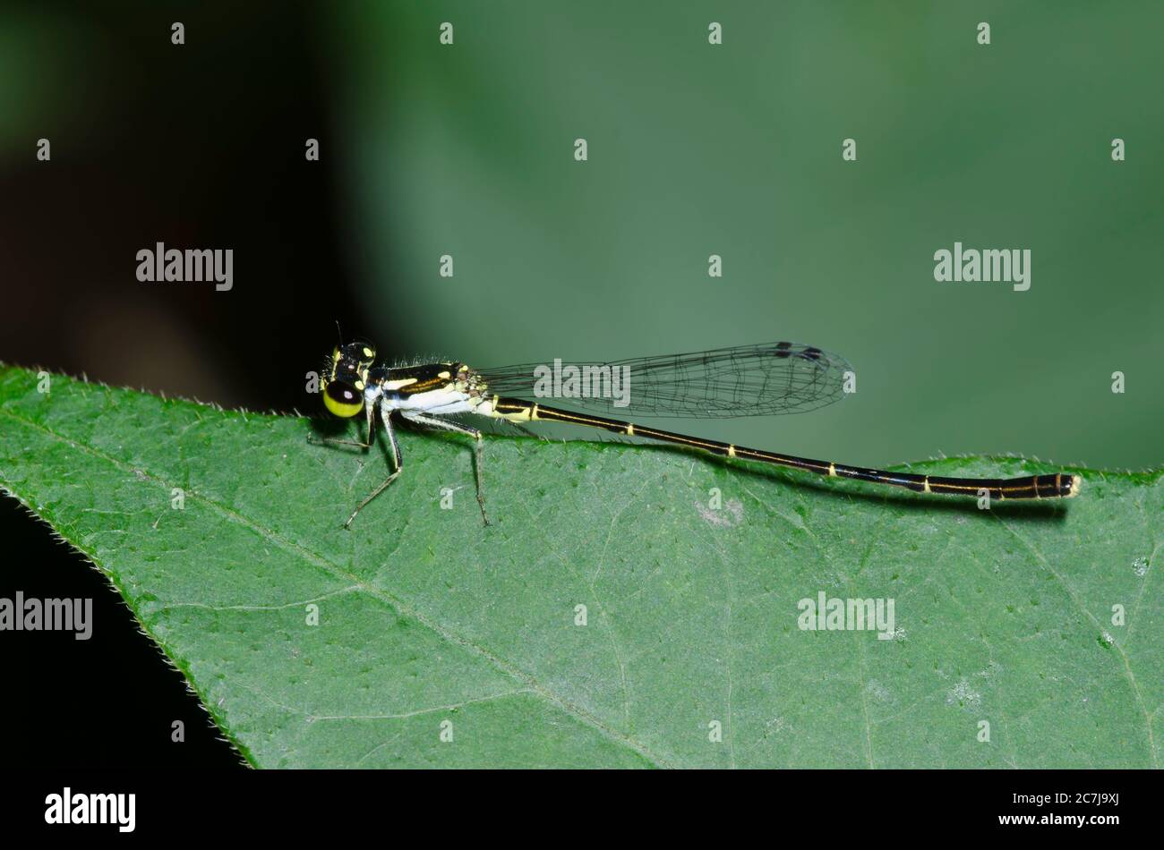 Fragile Forktail, Ischnura posita, male Stock Photo - Alamy