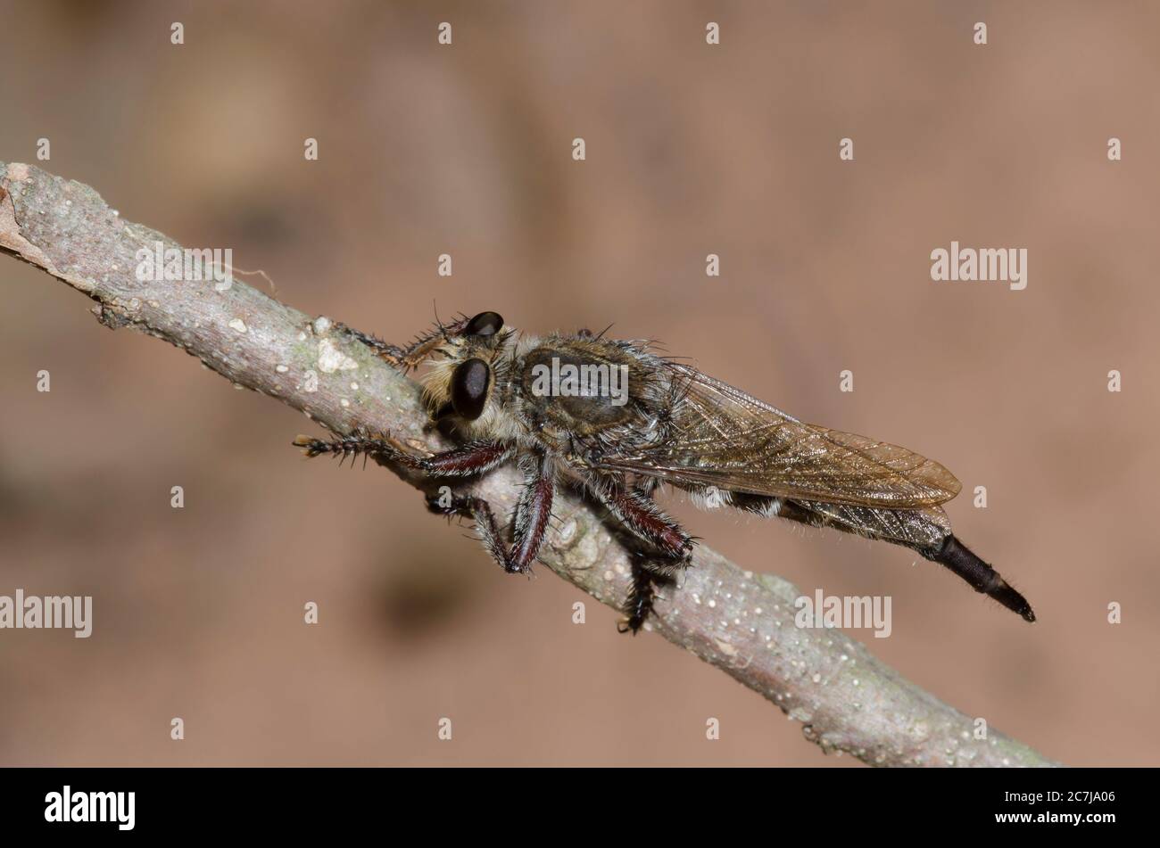Robber Fly, Promachus bastardii, female Stock Photo - Alamy
