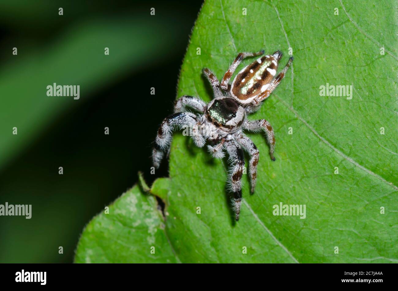 Jumping Spider, Paraphidippus aurantius, female Stock Photo - Alamy