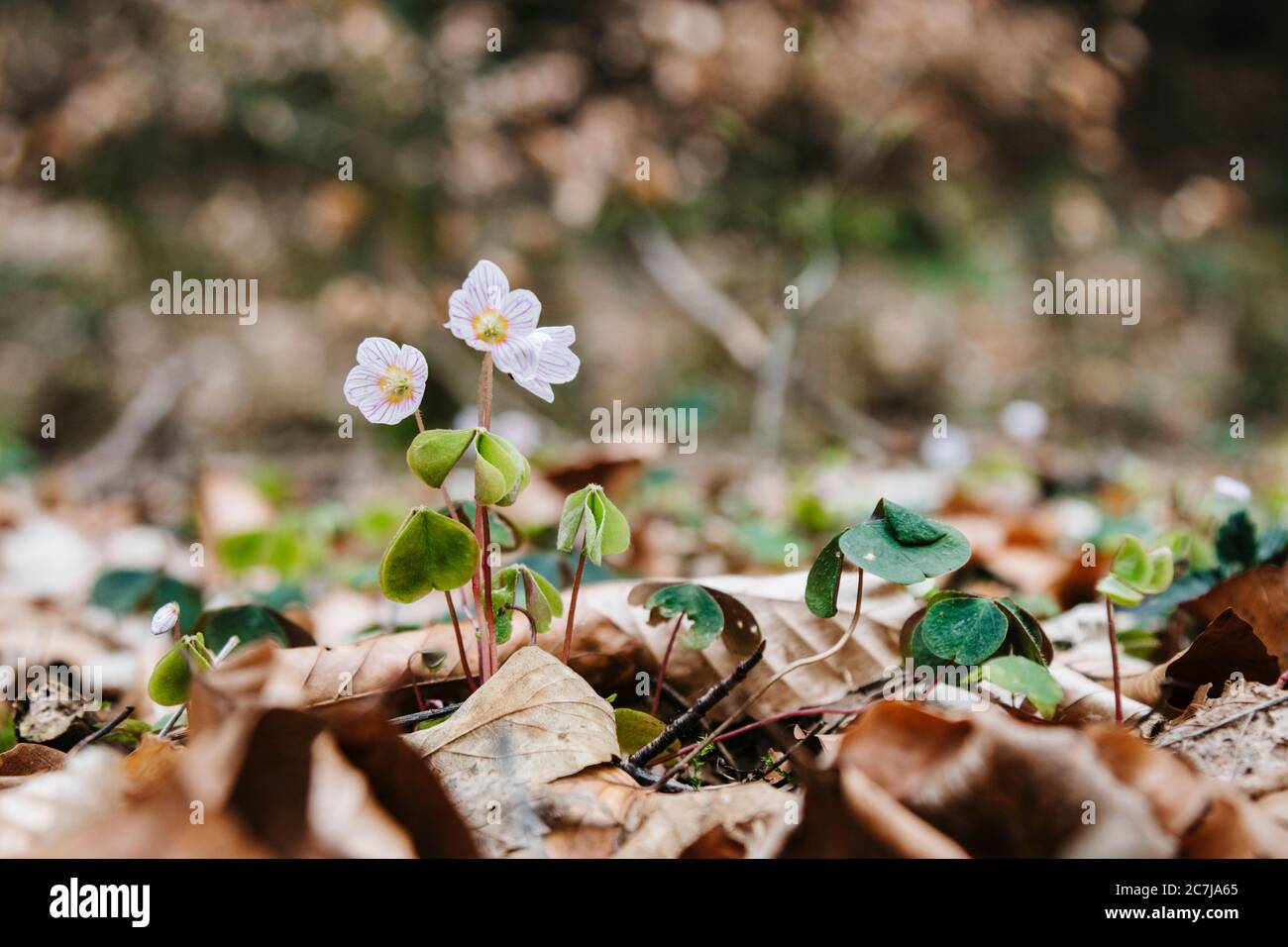 Forest floor, sorrel Stock Photo - Alamy