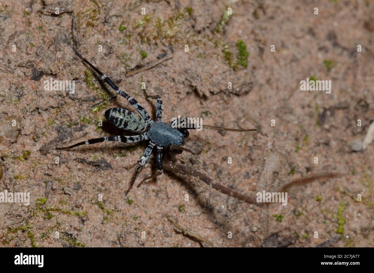 Castianeira hi-res stock photography and images - Alamy