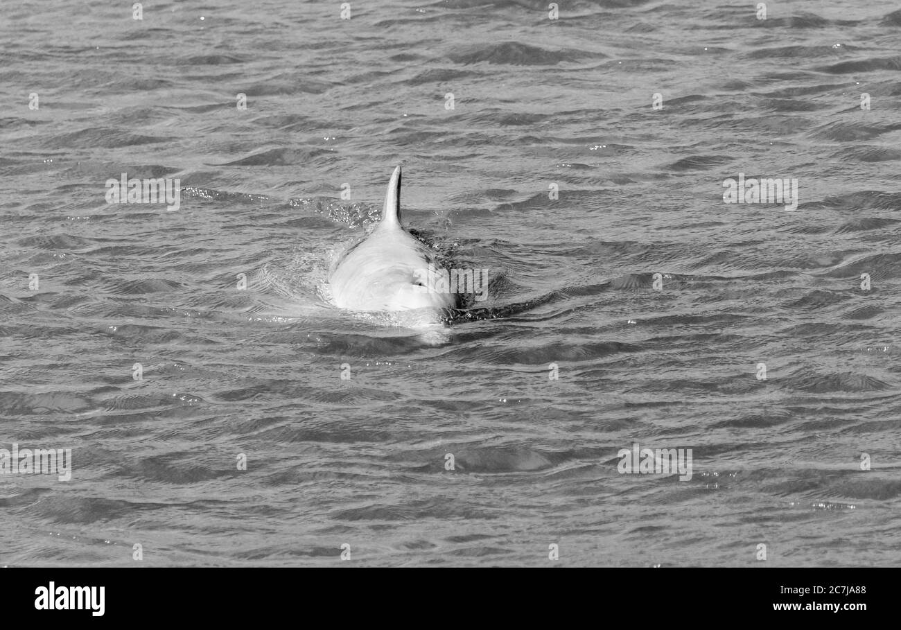 Humpback dolphin hi-res stock photography and images - Alamy