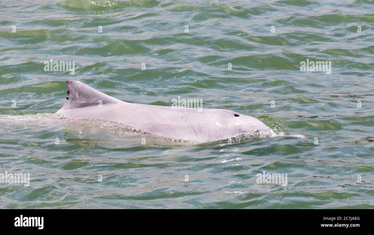 Australian River Dolphin