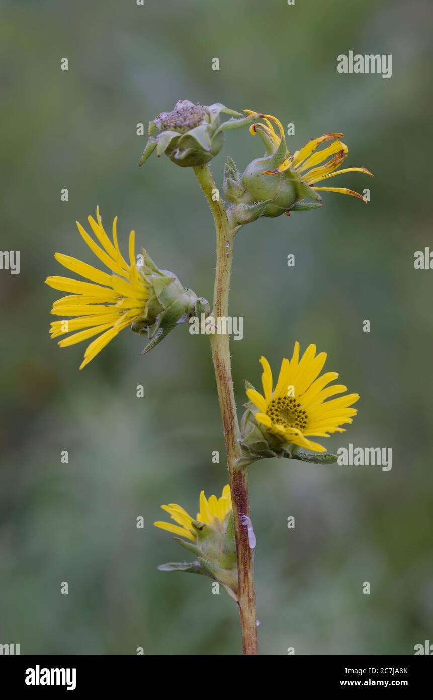 Compass Plant, Silphium laciniatum Stock Photo - Alamy