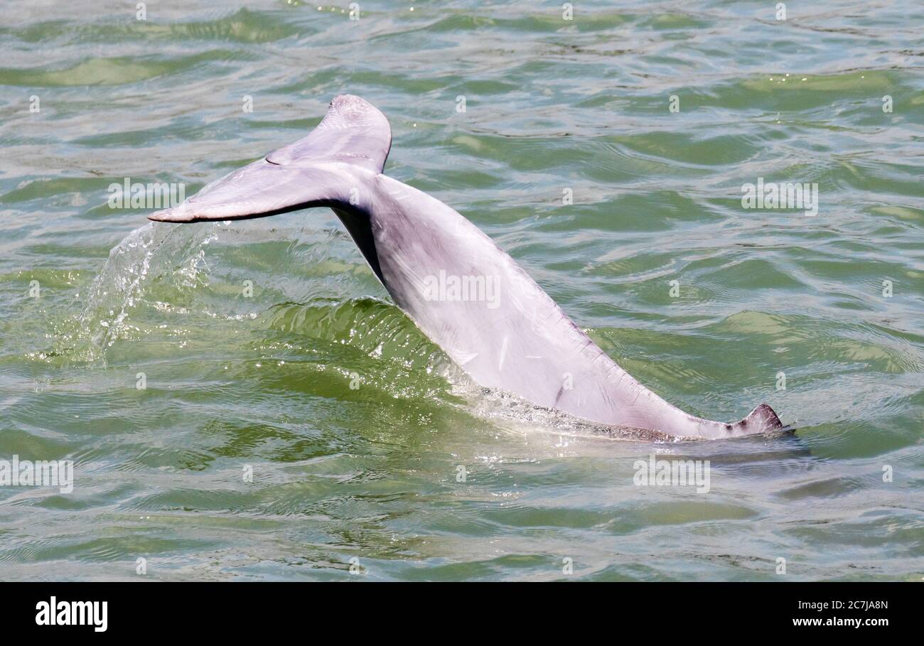 Humpback dolphin hi-res stock photography and images - Alamy