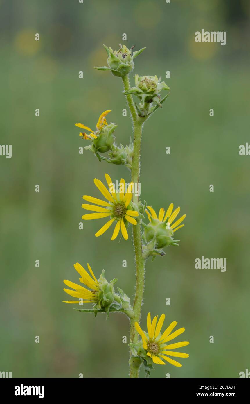 Compass Plant, Silphium laciniatum Stock Photo - Alamy