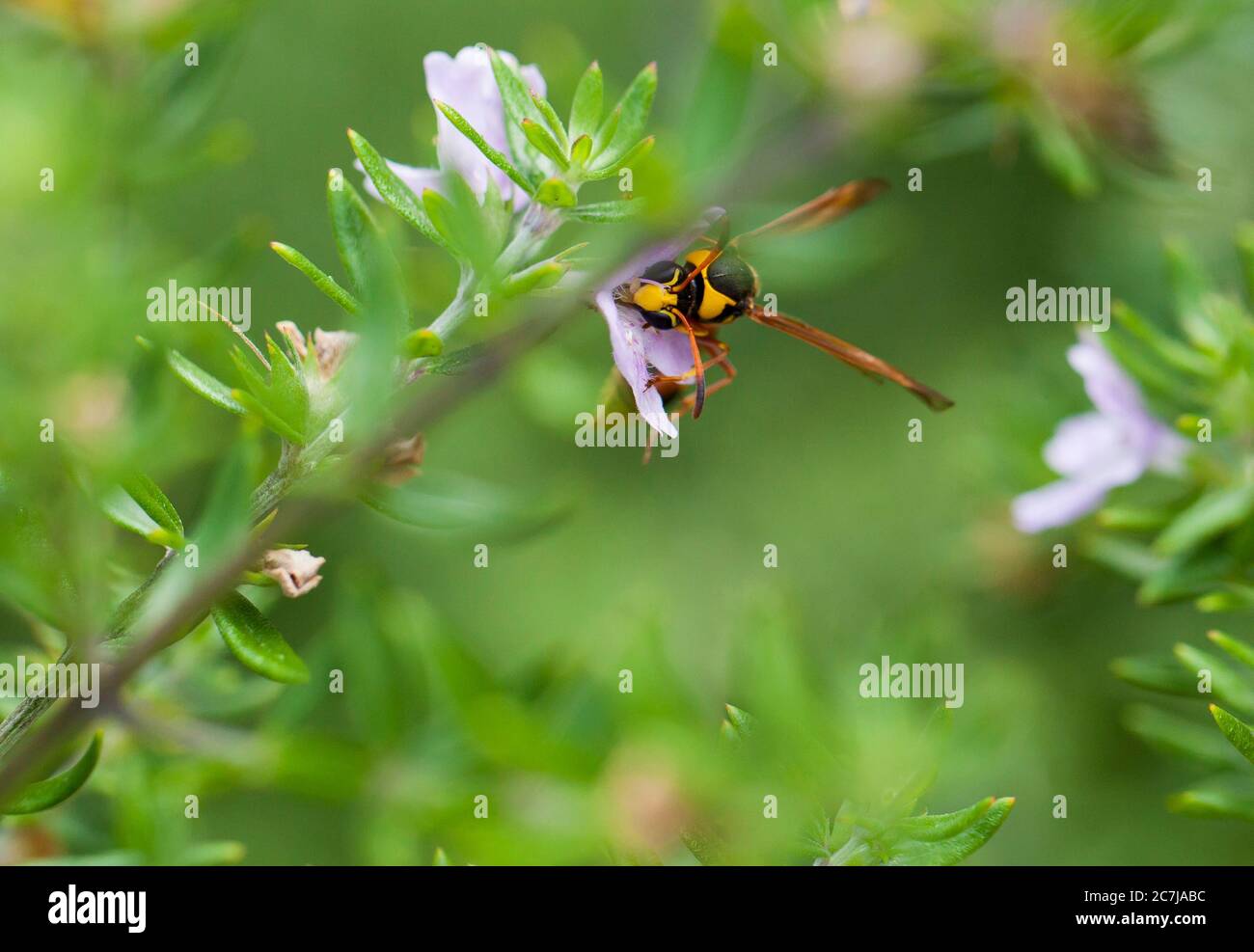 Black Potter Wasp High Resolution Stock Photography and Images - Alamy