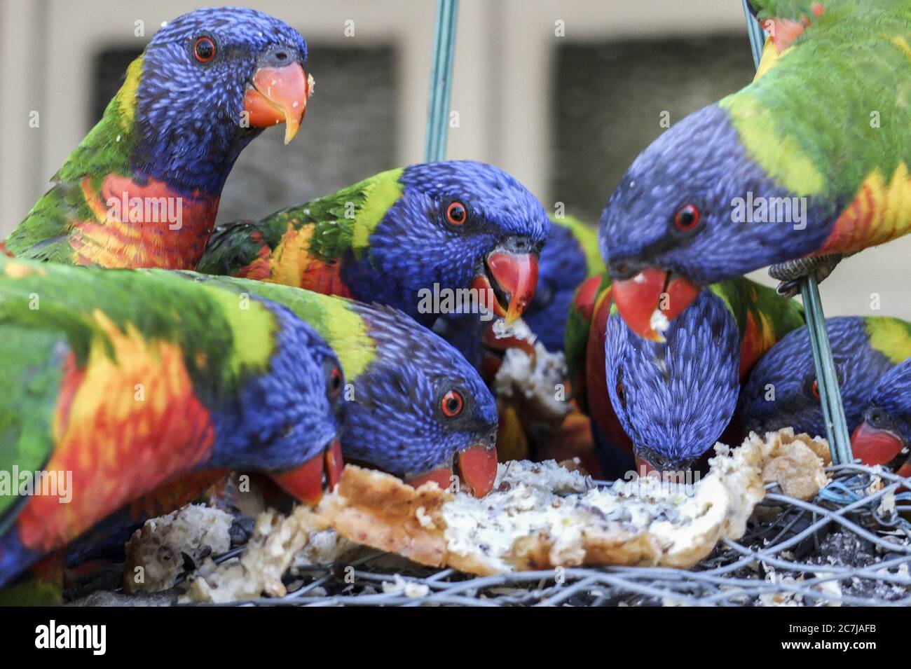 Lot of rainbow lorikeet birds eating bread with a blurred background ...