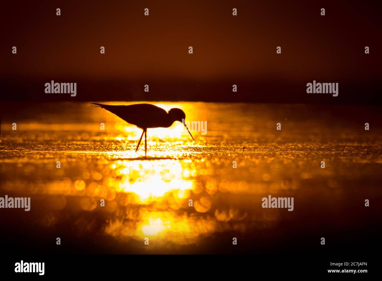 Sunset and bird. Bird silhouette. Sunset nature background. Black winged Stilt. Himantopus ...